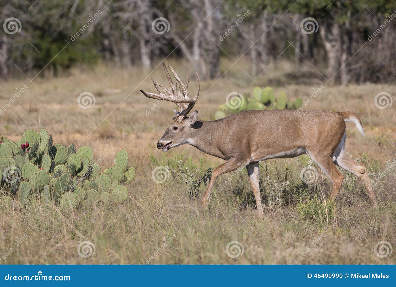 Big Typical Whitetail Buck during the Rut Stock Photo - Image of ...