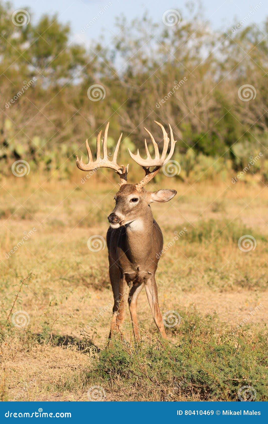 Big typical whitetail buck stock image. Image of male - 80410469