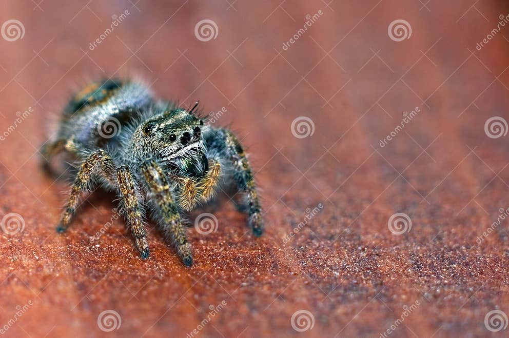 The Big Ugly stock image. Image of terrifying, ugly, predator - 28631031