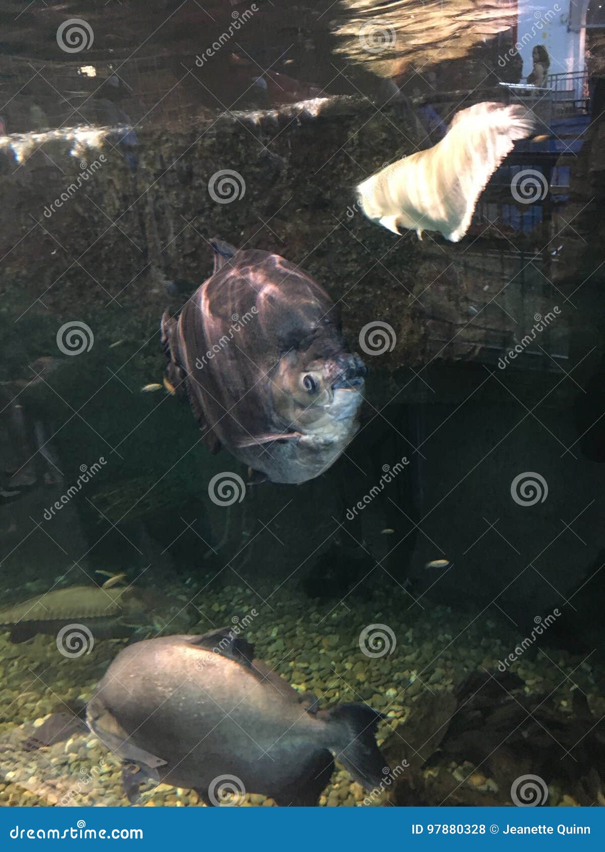 Ugly Fish Royalty-Free Stock Image | CartoonDealer.com #6807766