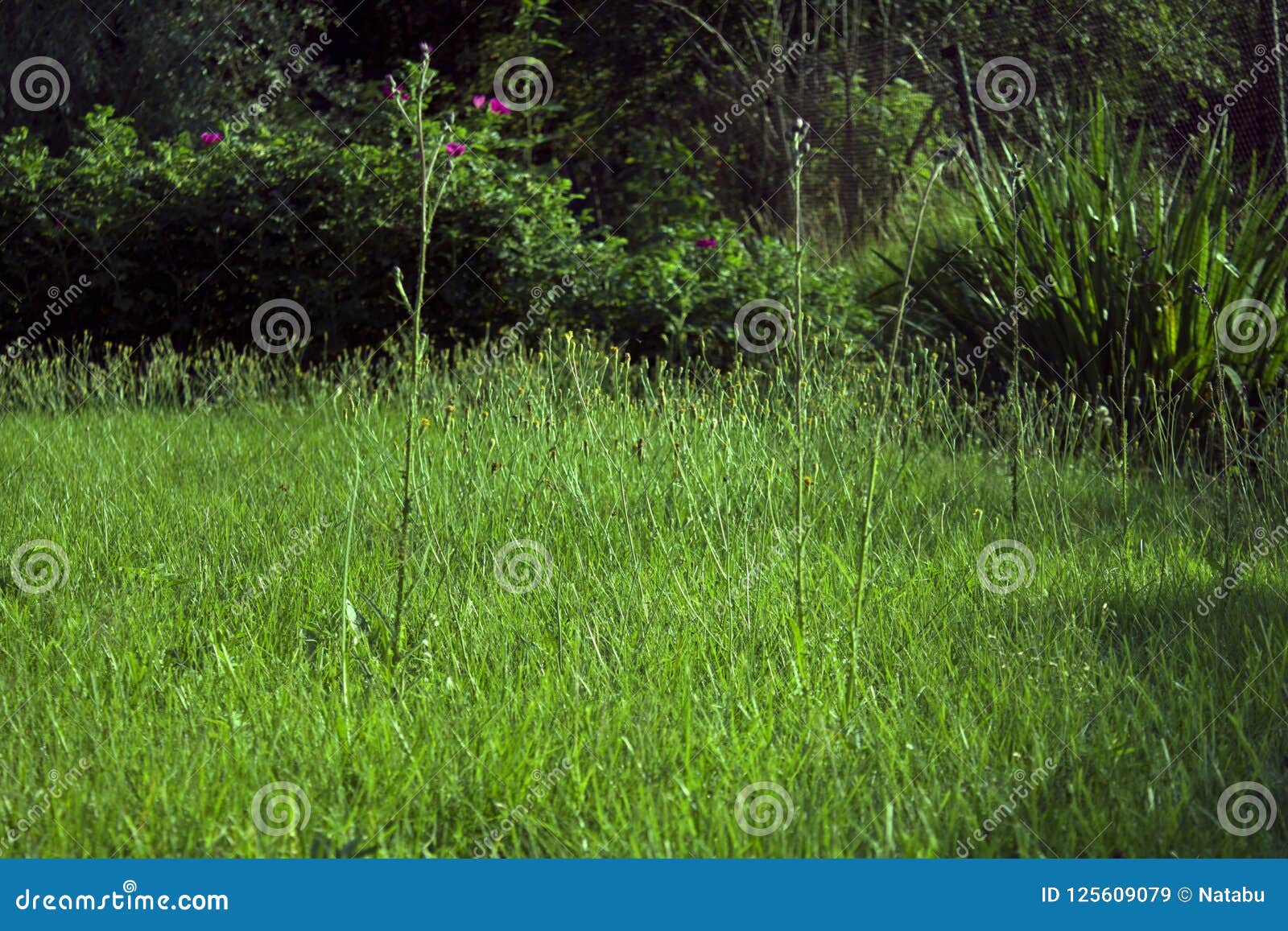 Big Uncultivated Meadow with Different Types of Grass Stock Image ...