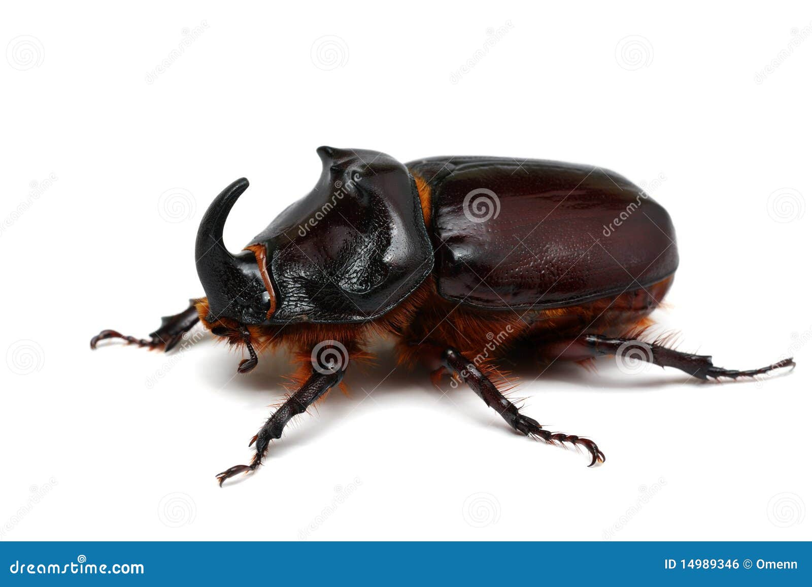Big Unicorn-beetle Isolated on White Stock Photo - Image of crawling ...