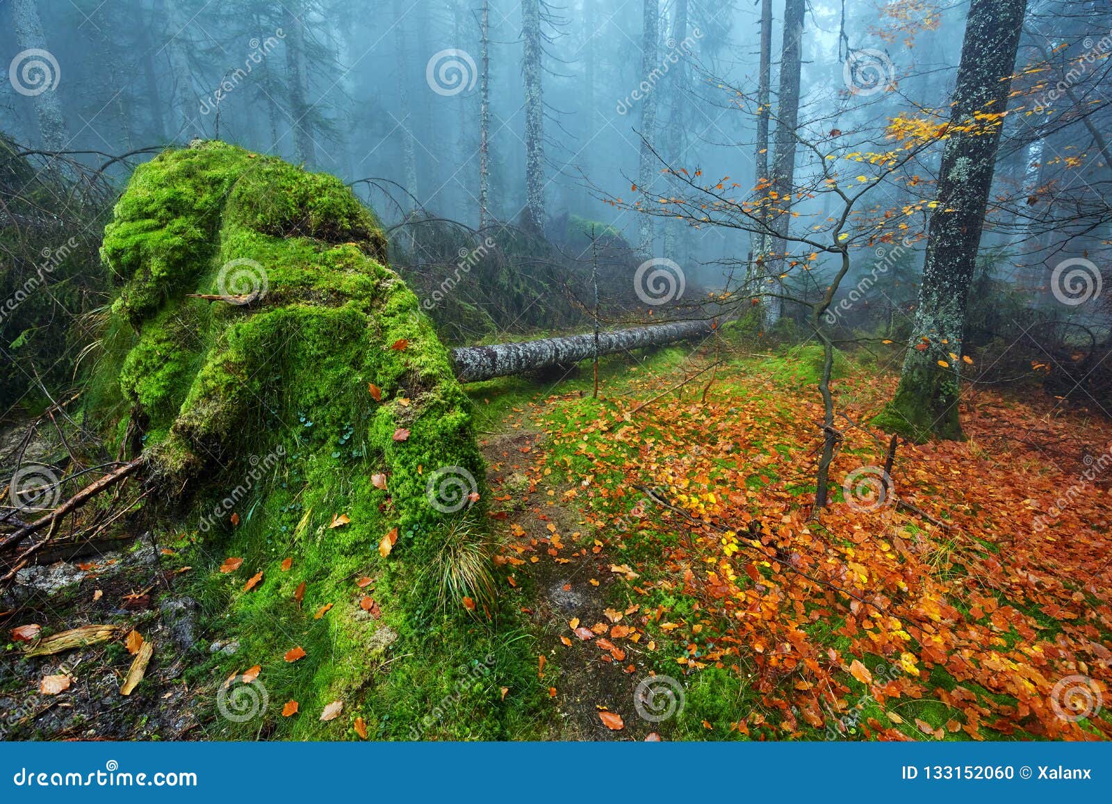 Big Uprooted Tree in the Forest Stock Photo - Image of trees, leaf ...