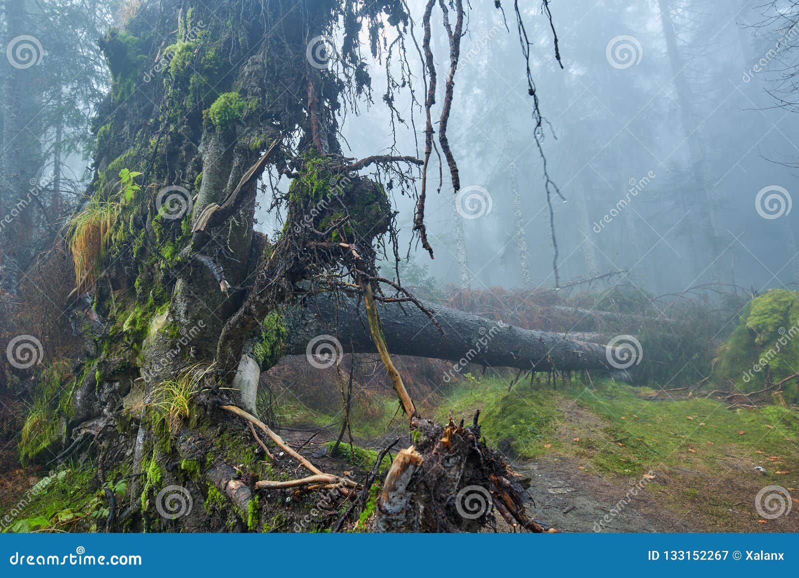 Huge Uprooted Old Tree In Dense Forest Royalty-Free Stock Image ...