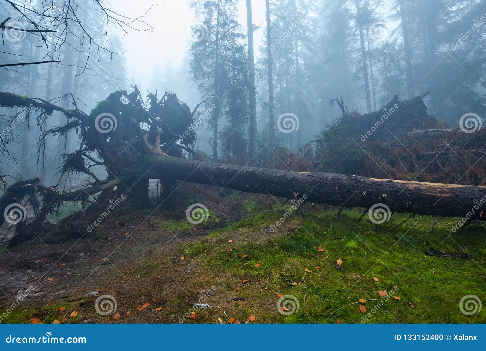 Big Uprooted Tree in the Forest Stock Photo - Image of mystical, haze ...