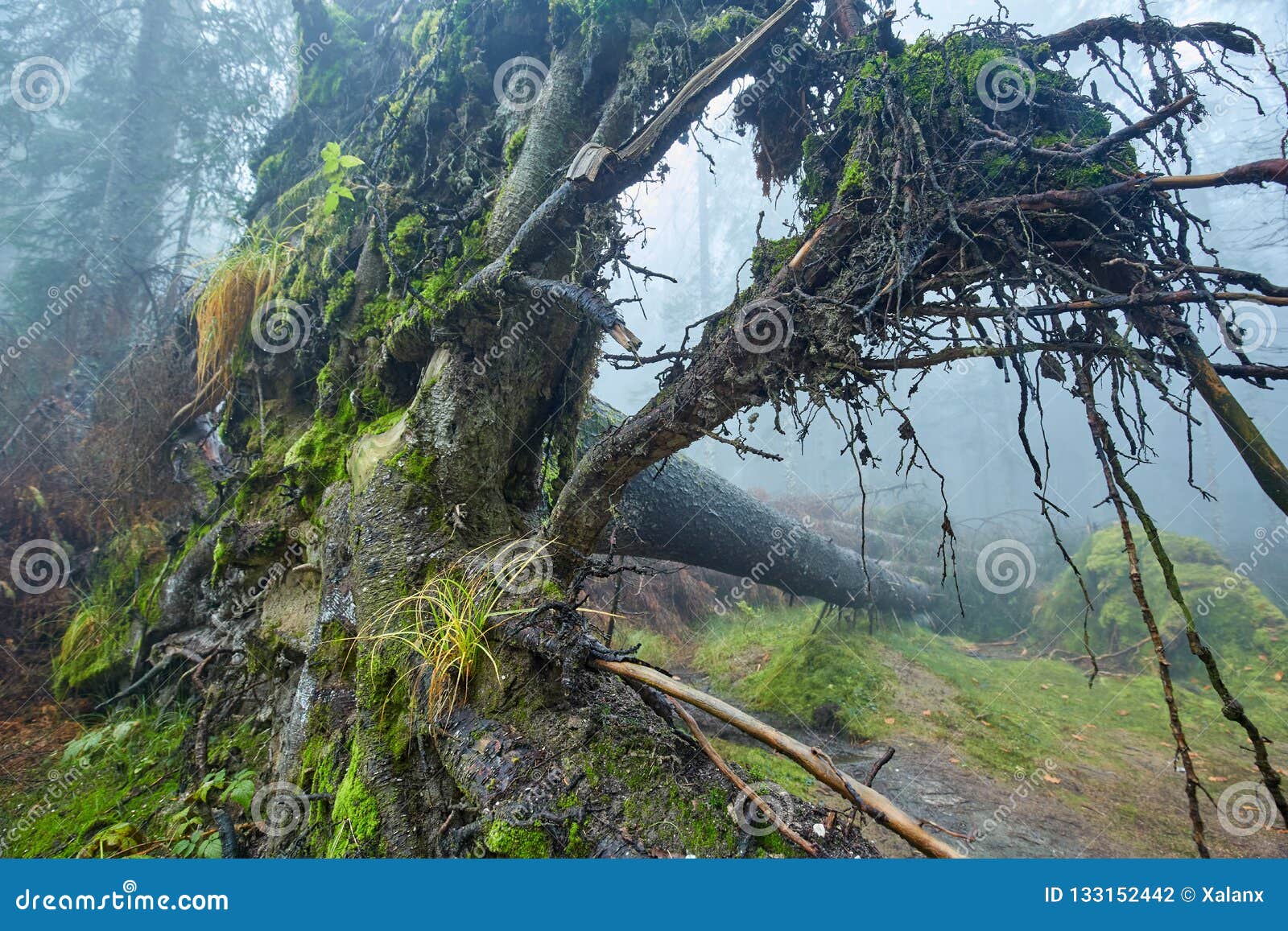Big Uprooted Tree in the Forest Stock Photo - Image of trees, mountain ...
