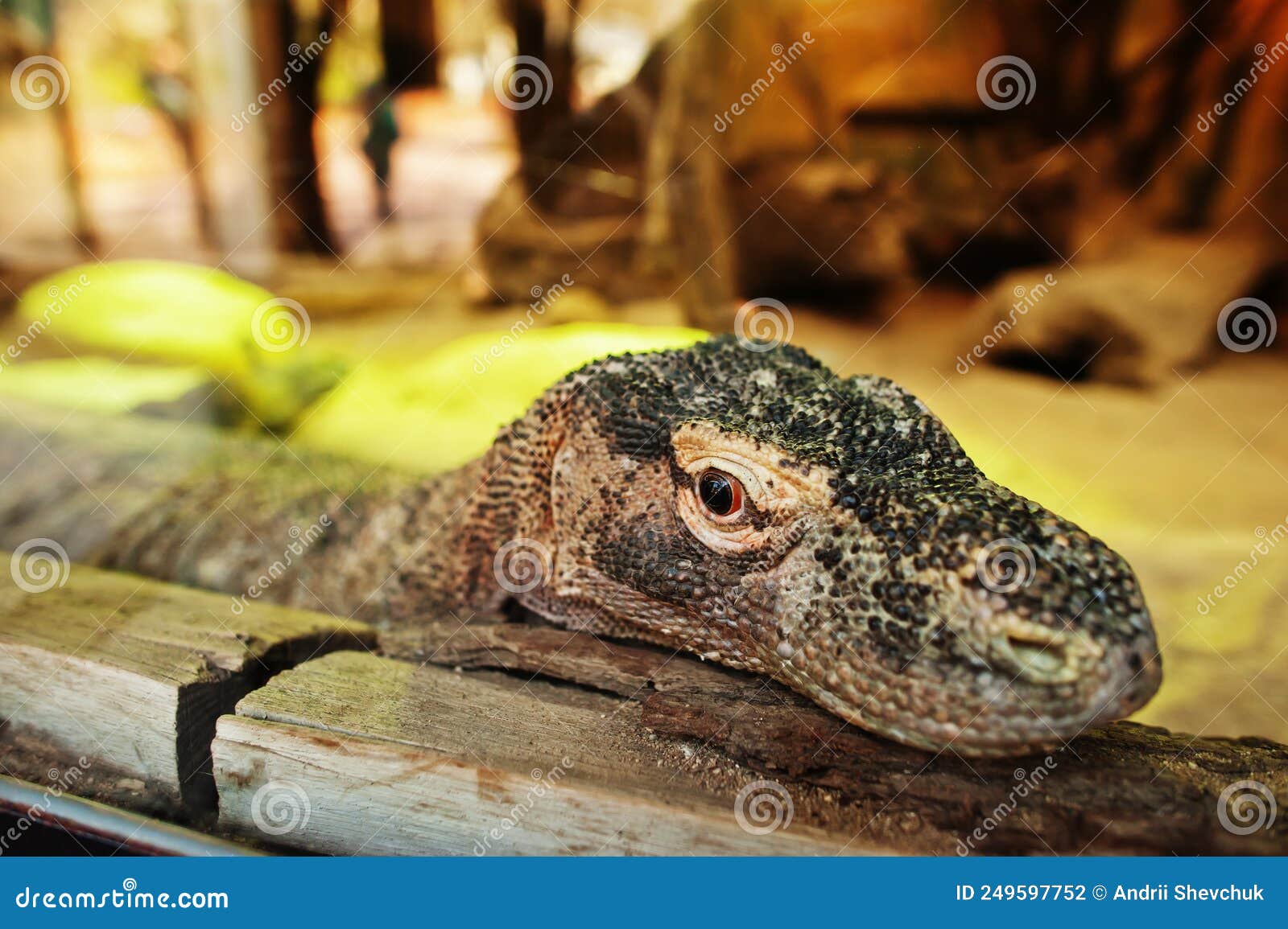 Big Varan Dragon in Terrarium at Zoo Stock Photo - Image of terrarium ...