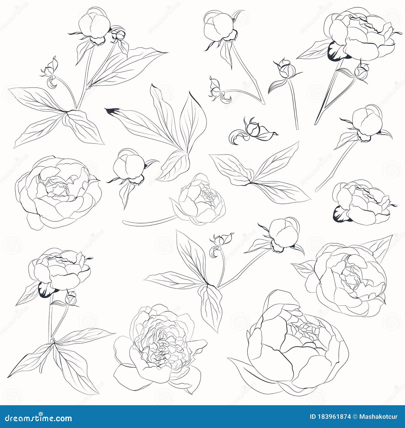 Big Vector Collection of Vector Peony Flowers Shapes in Line Stock ...