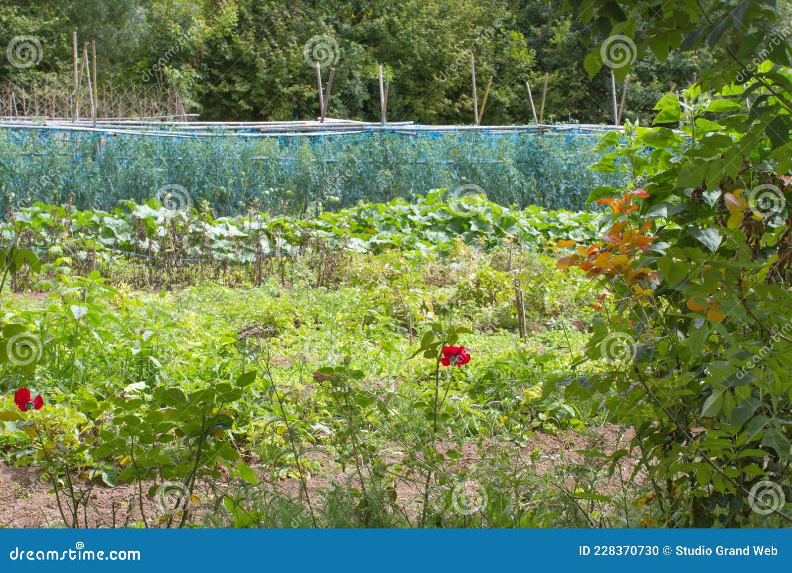 Big Vegetable Garden with Tomato Plants Under Protective Nets Stock ...