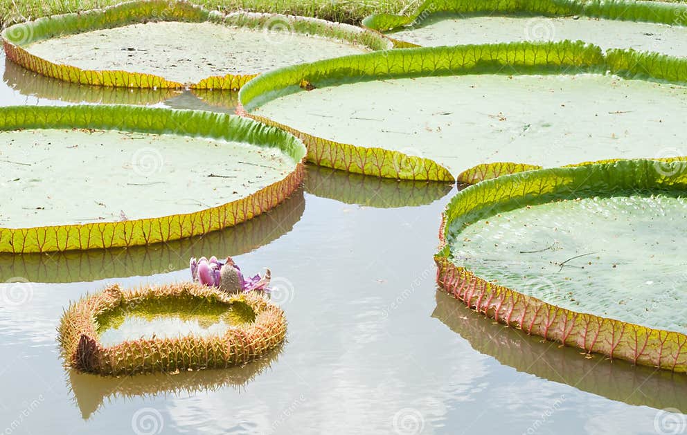 Big Victoria Lotus Leaf stock image. Image of romance - 19865975