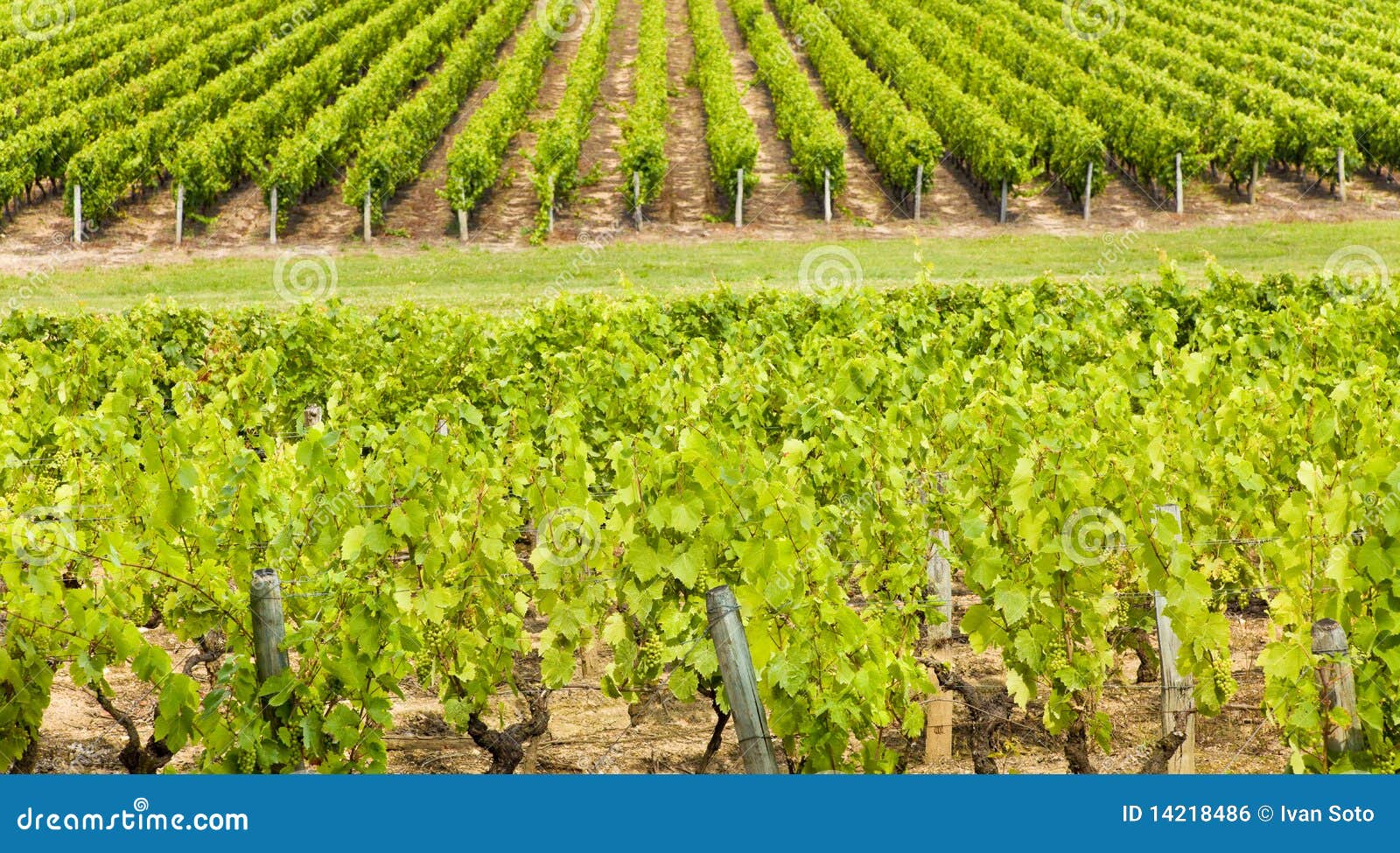 Big vineyard stock photo. Image of landscape, agriculture - 14218486