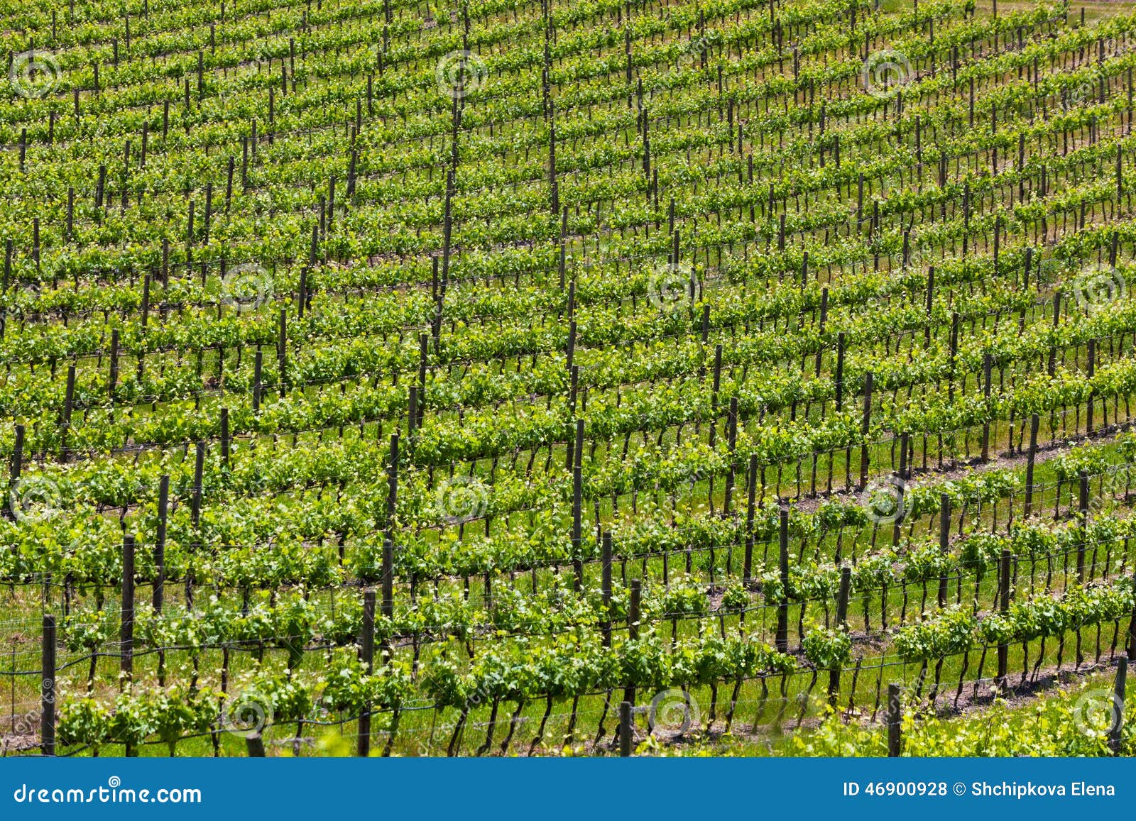 Big vineyard stock photo. Image of grow, tourism, country - 46900928