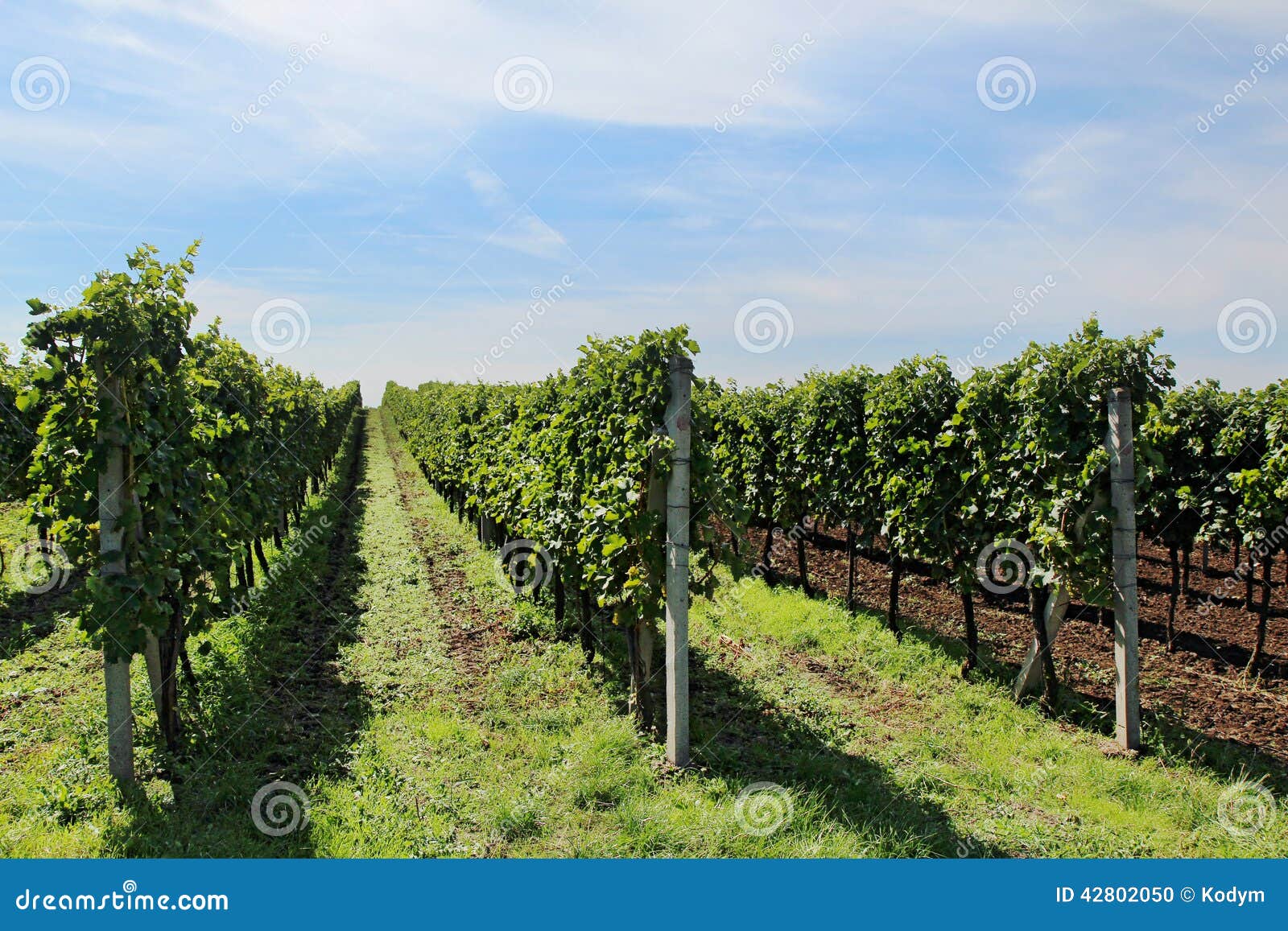 Big Vineyard with Long Lines Stock Photo - Image of lawn, agriculture ...