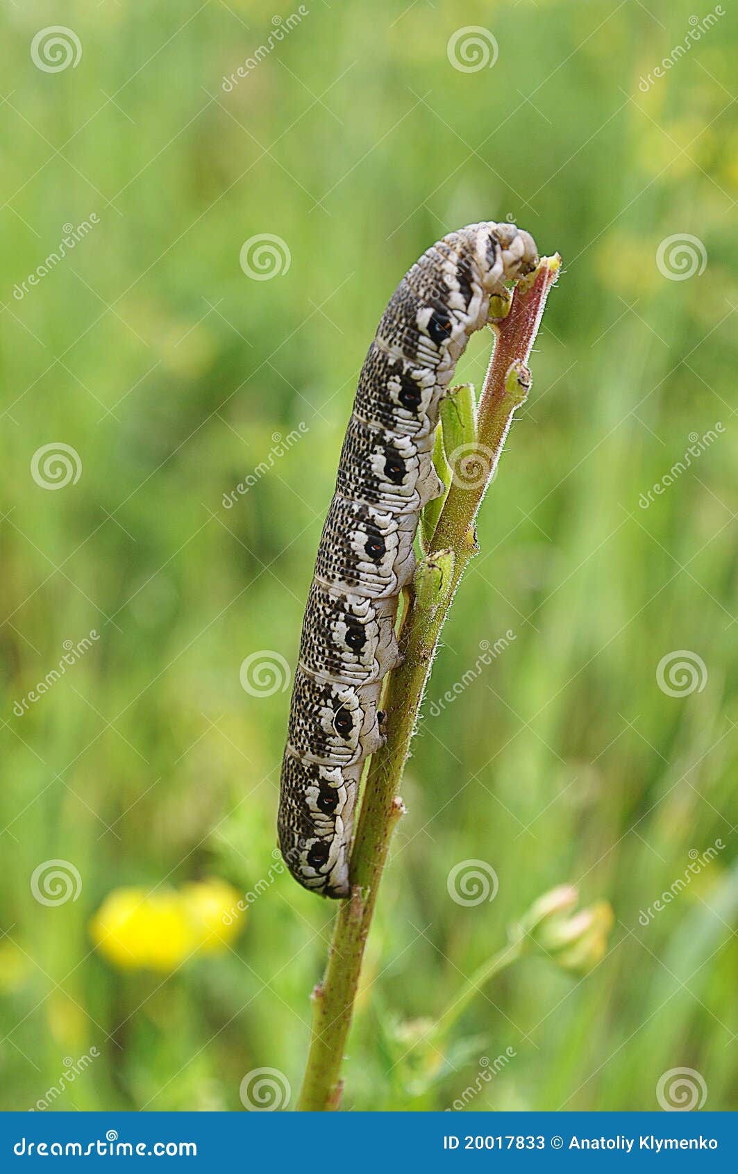 Big voracious caterpillar stock image. Image of plant - 20017833