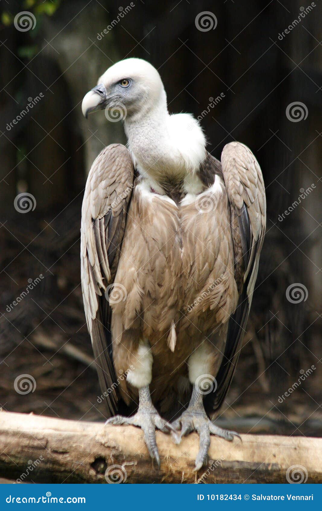 A big Vulture stock photo. Image of italy, birds, branch - 10182434