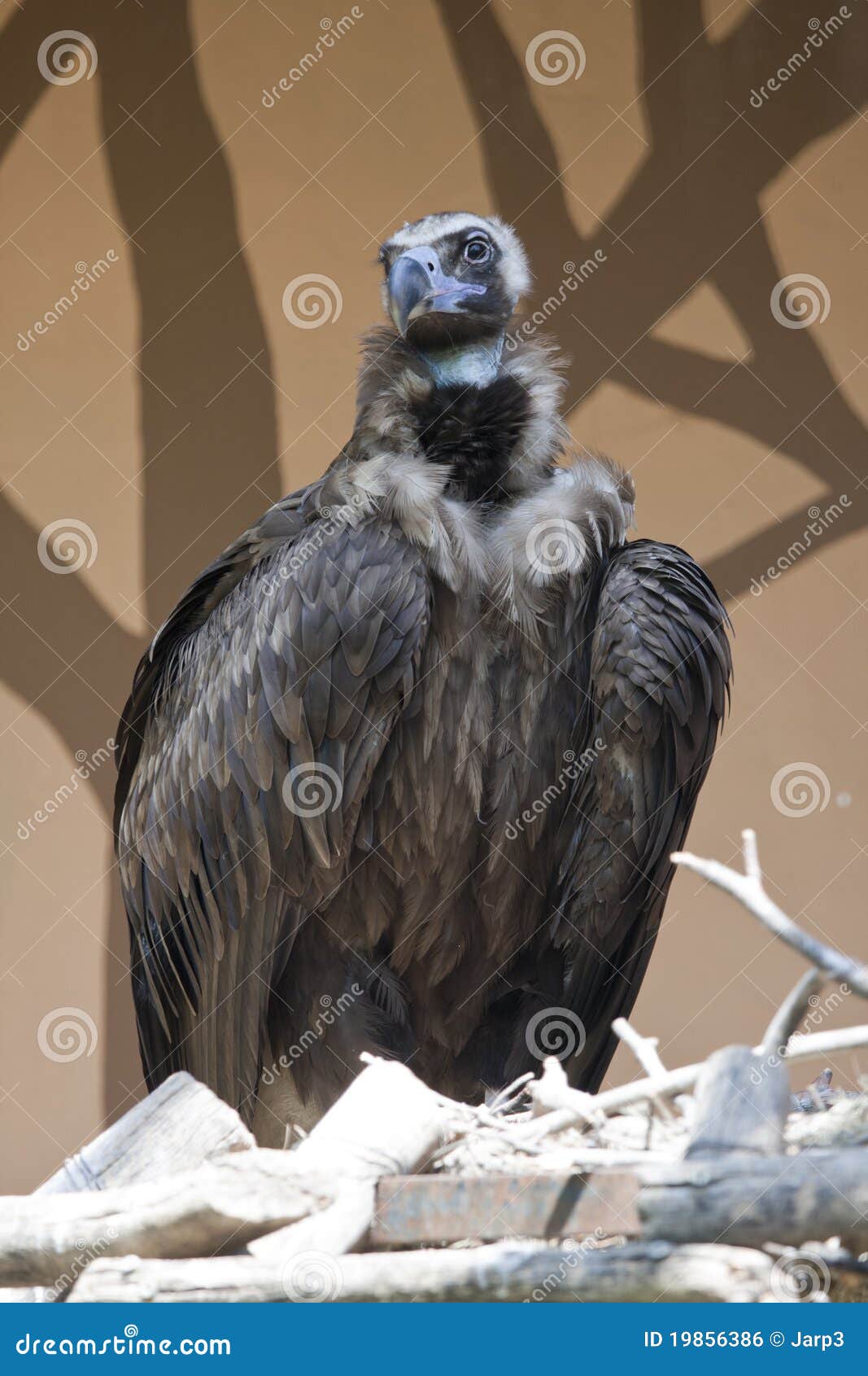 Big vulture stock photo. Image of bird, plumage, avian - 19856386