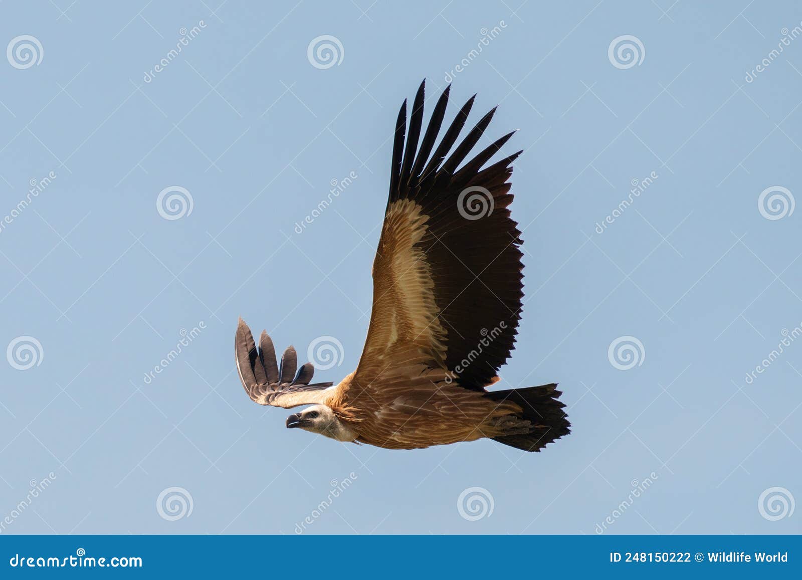 A Big Vulture Flying on the Natural Park Stock Photo - Image of vulture ...