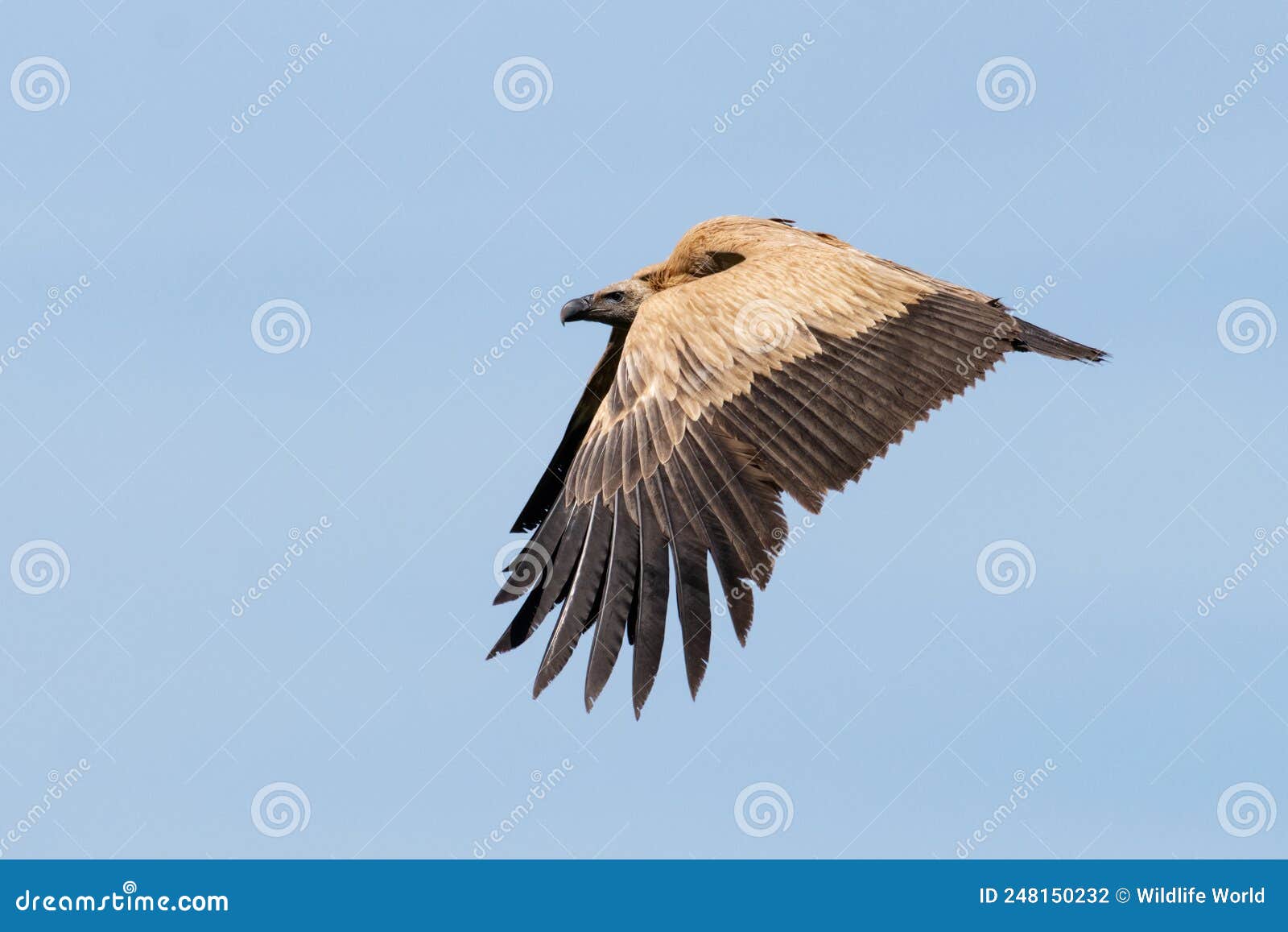 A Big Vulture Flying on the Natural Park Stock Photo - Image of bald ...