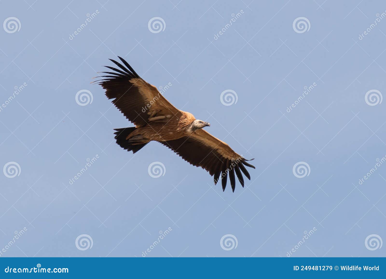 A Big Vulture Flying on the Natural Park Stock Image - Image of wild ...