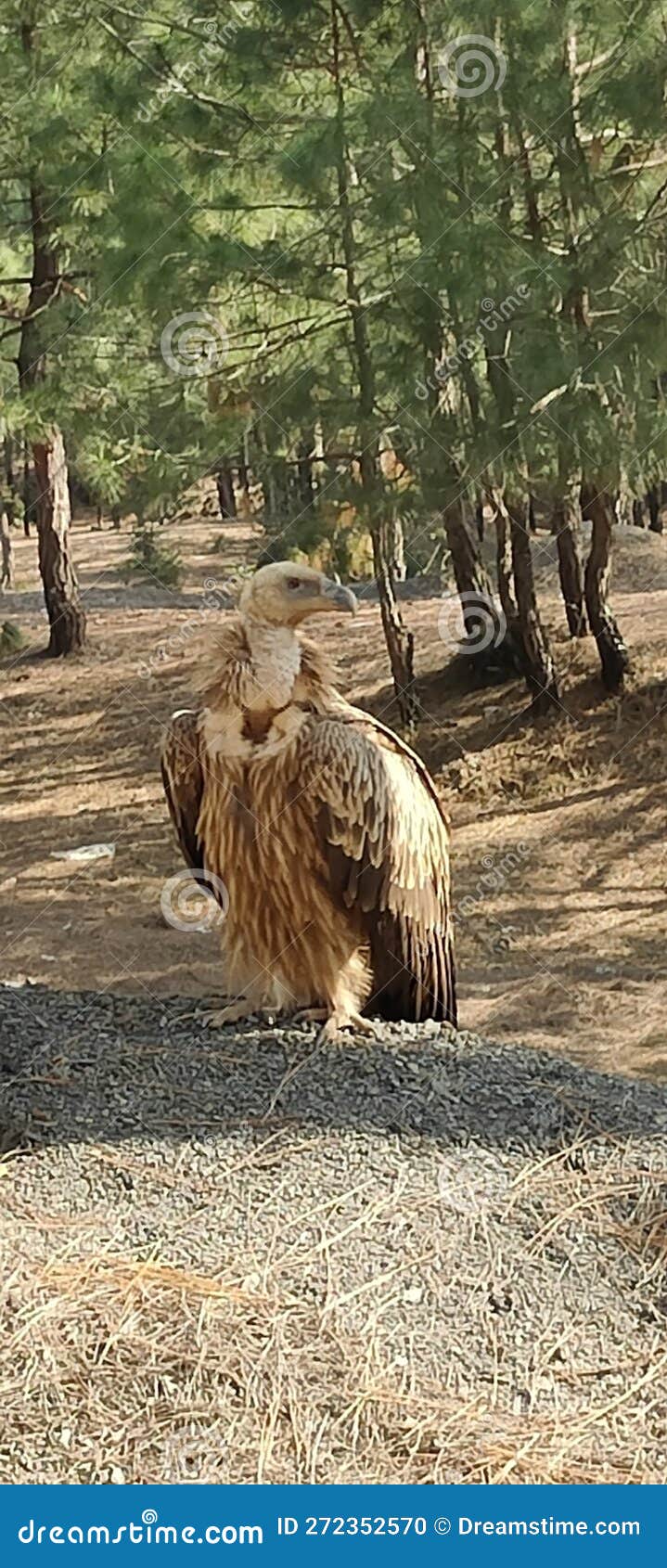 Big Vulture Sitting in a Pine Forest Stock Photo - Image of hawk ...