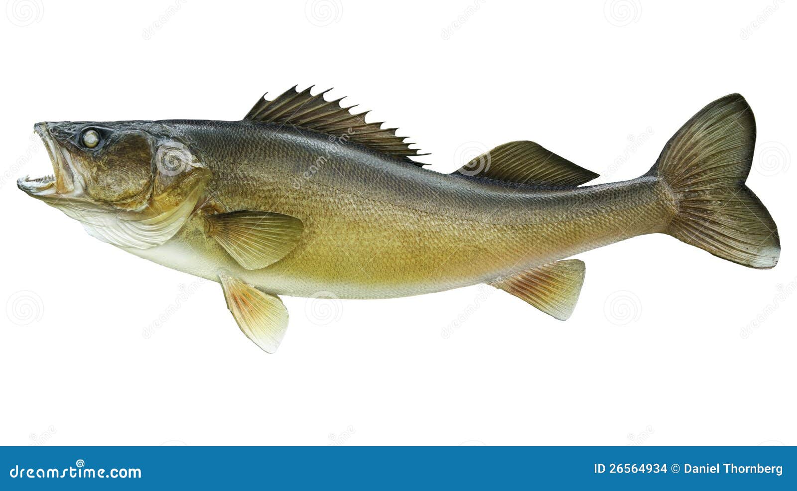 Walleye Wallpaper
