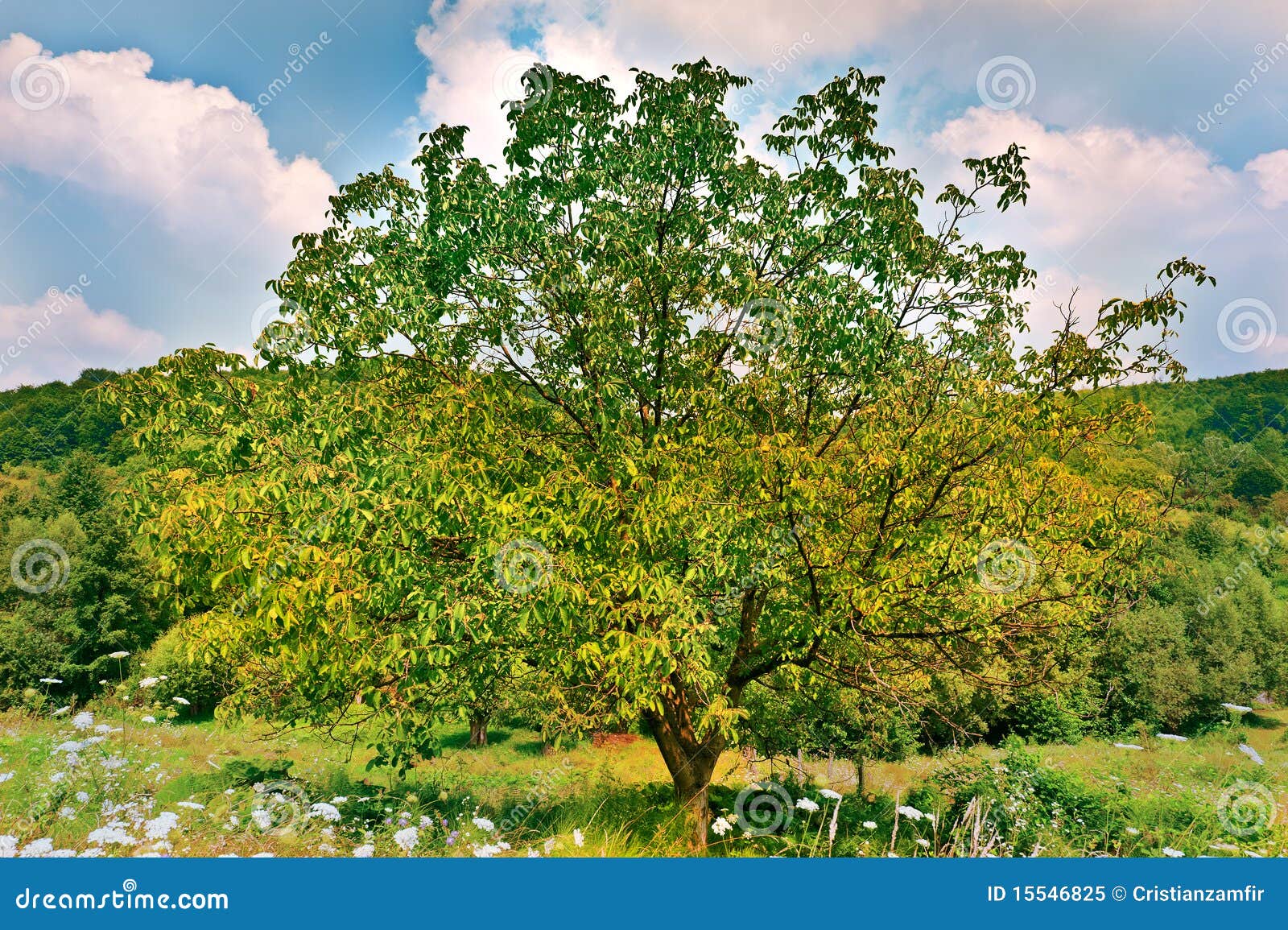 Big Walnut stock image. Image of juglans, growing, setting - 15546825