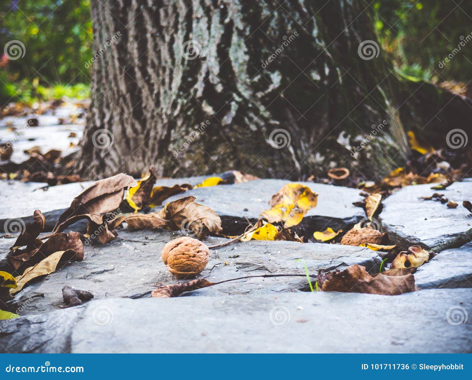 Walnut on the ground stock photo. Image of fruit, organic - 101711736