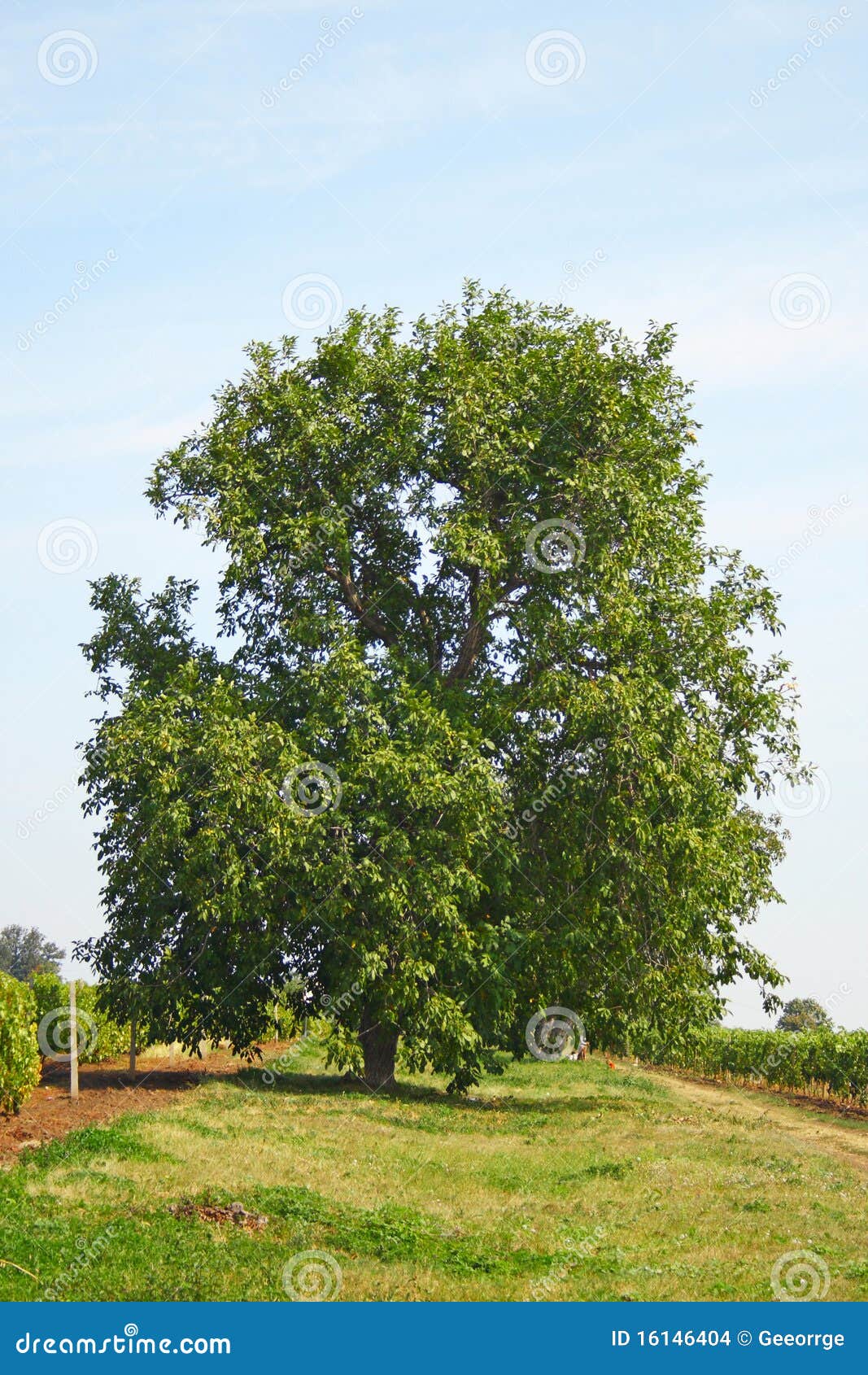 Big walnut tree stock photo. Image of branch, individual - 16146404
