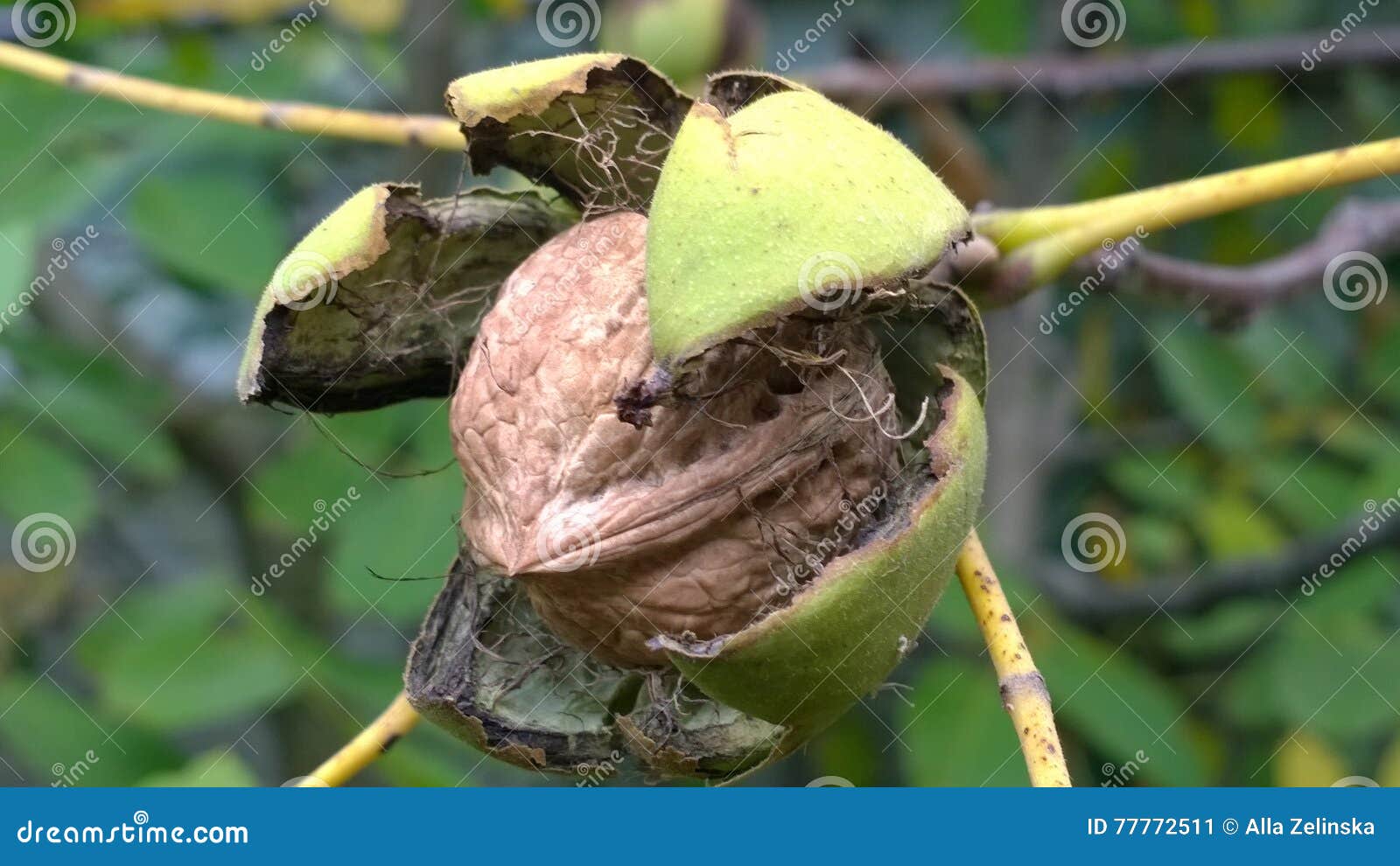 8,747 Walnut Tree Garden Stock Photos - Free & Royalty-Free Stock ...