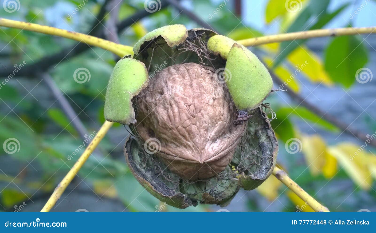 Big Walnut on the Tree in the Garden Stock Photo - Image of wooden ...