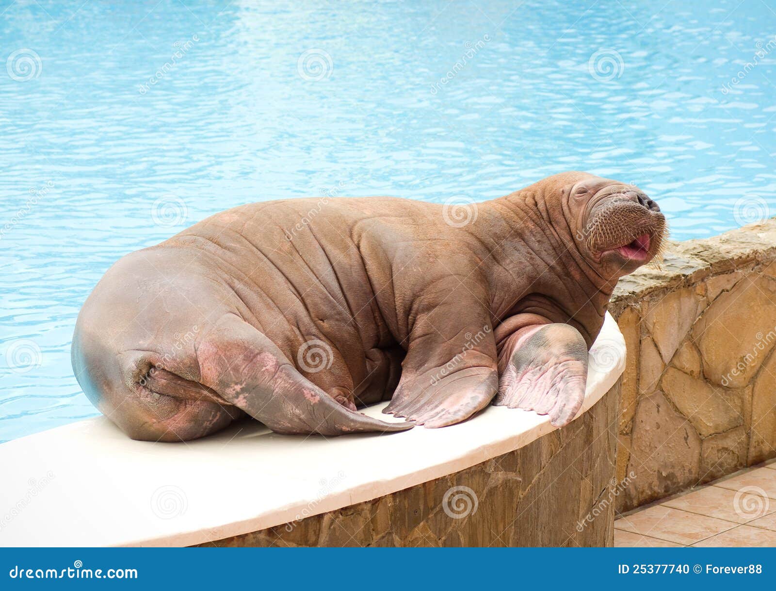 Big Walrus stock photo. Image of nature, horizontal, head - 25377740