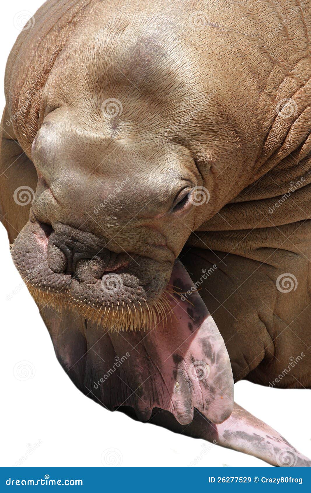 Big Walrus Over White Background Stock Image - Image of posing, cutout ...