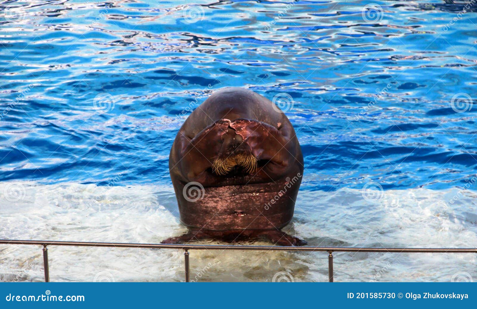 The Big Walrus is Shy. Show with the Walrus Stock Photo - Image of ...