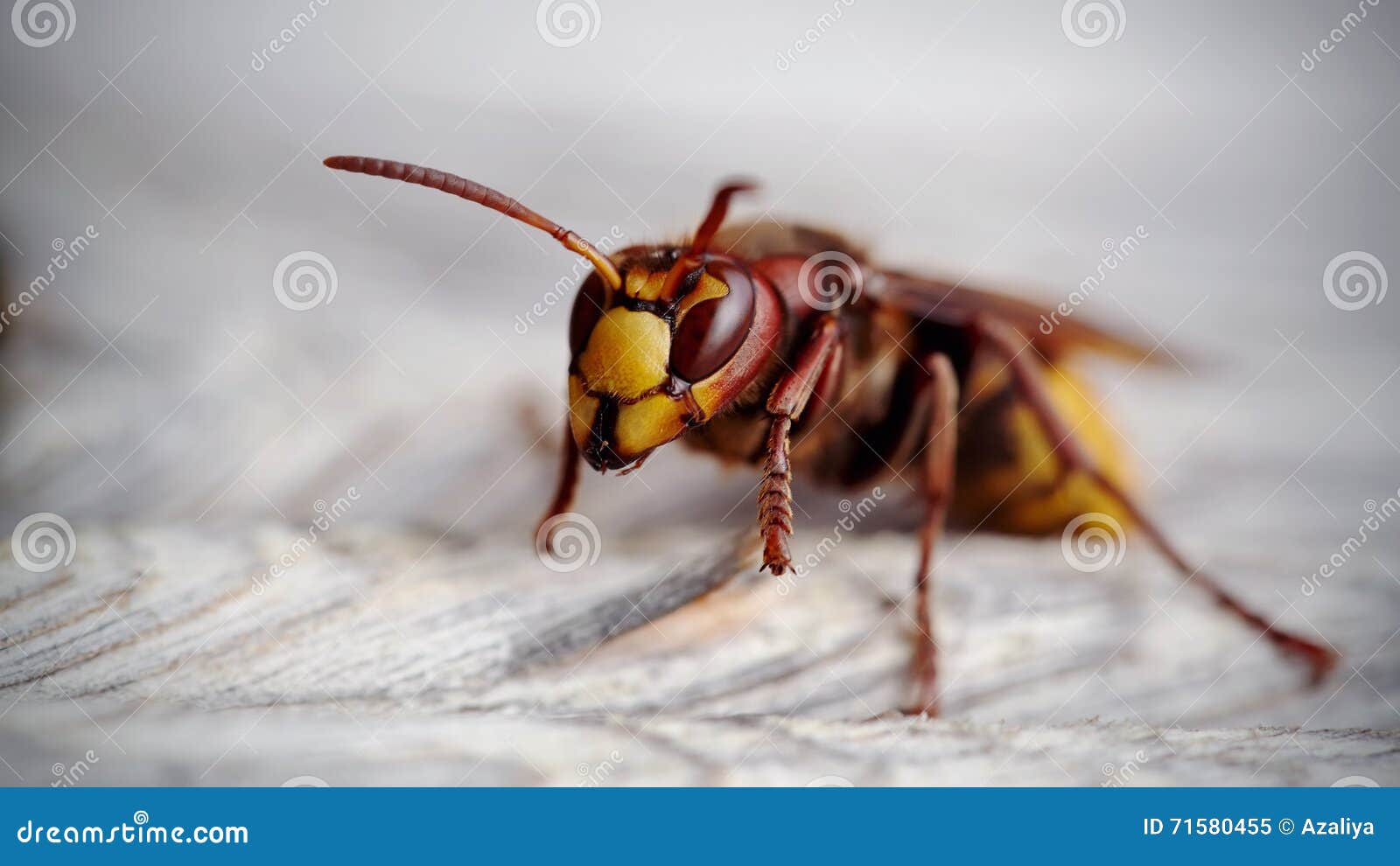 Big wasp - a hornet stock image. Image of species, insect - 71580455