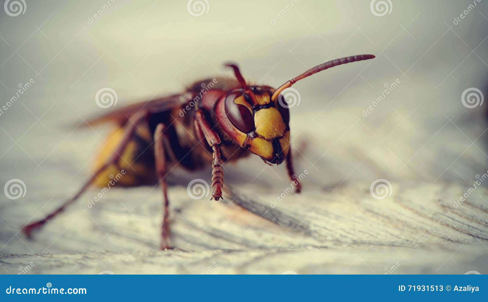 Big wasp - the hornet stock image. Image of protected - 71931513