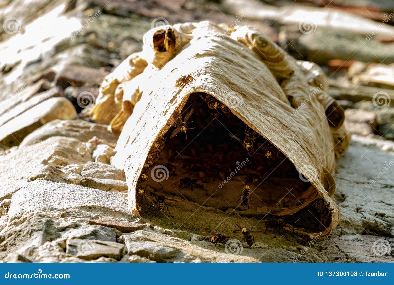 Big wasp nest on old wall stock photo. Image of hornets - 137300108