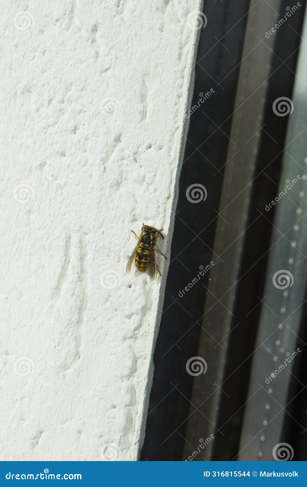 Wasp on a white wall stock photo. Image of isolated - 316815544