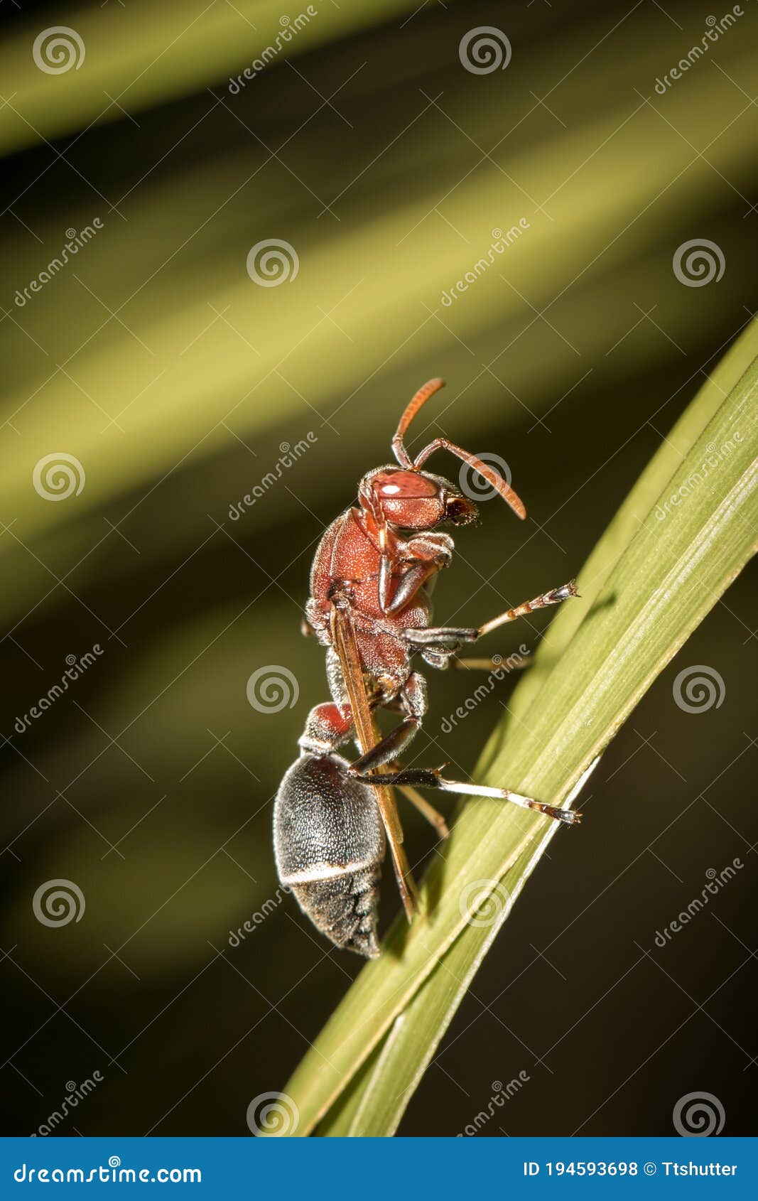 Big wasps stock photo. Image of grub, conservation, macro - 194593698