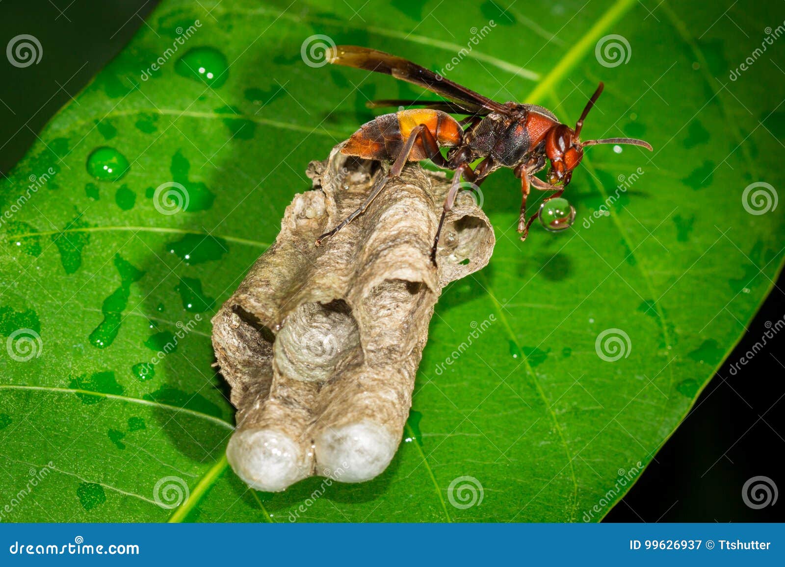 Big wasps. stock image. Image of little, grub, greenery - 99626937