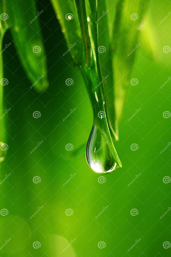 Big water drop stock image. Image of macro, closeup, garden - 26027259