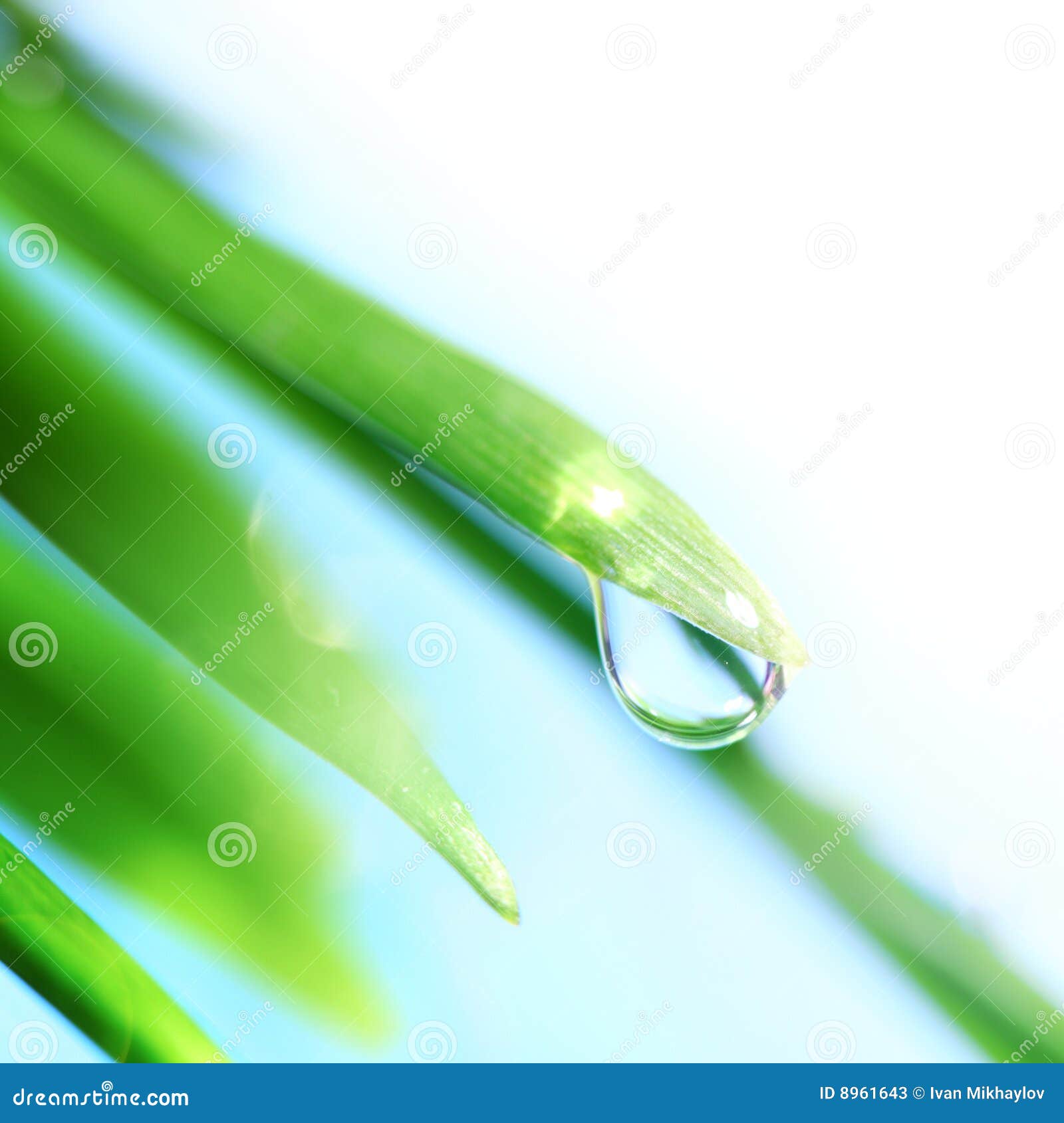 Big water drop stock image. Image of meadow, closeup, bright - 8961643