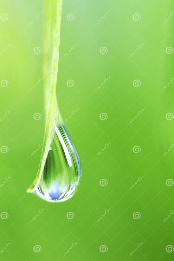 Big water drop stock photo. Image of natural, morning - 30966390