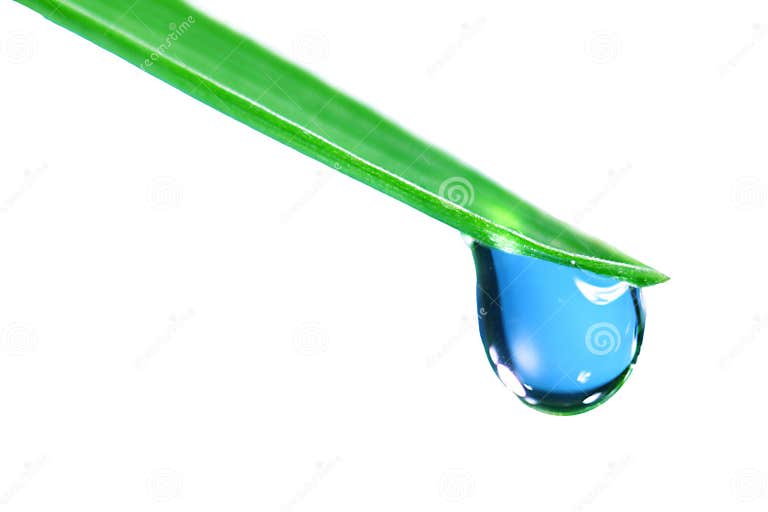 Big water drop isolated stock image. Image of growth, lush - 8921973