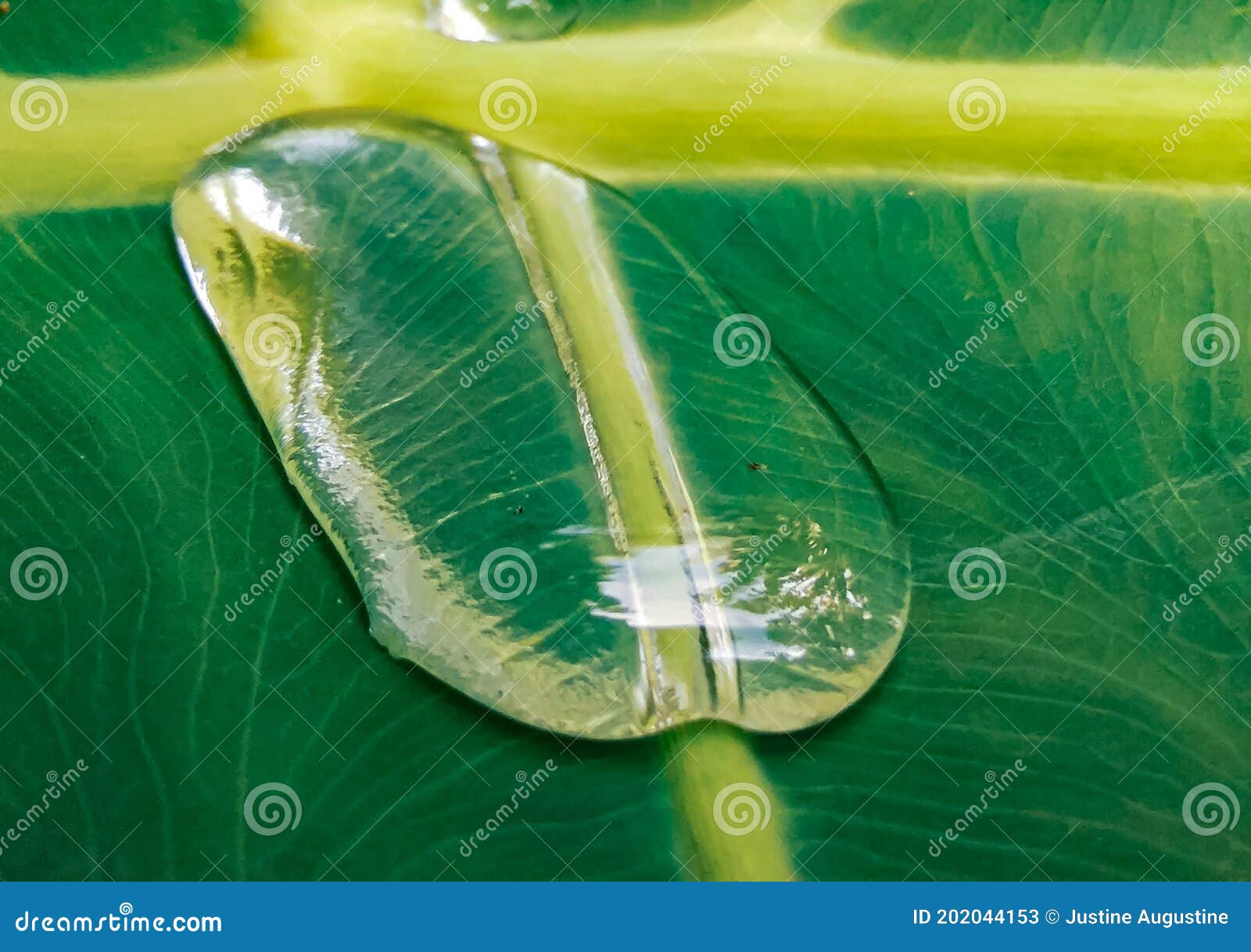 Big water drop on a leaf stock image. Image of nature - 202044153