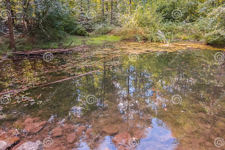 A Big Water Hole in a Forest Stock Photo - Image of europe, hole: 152682364