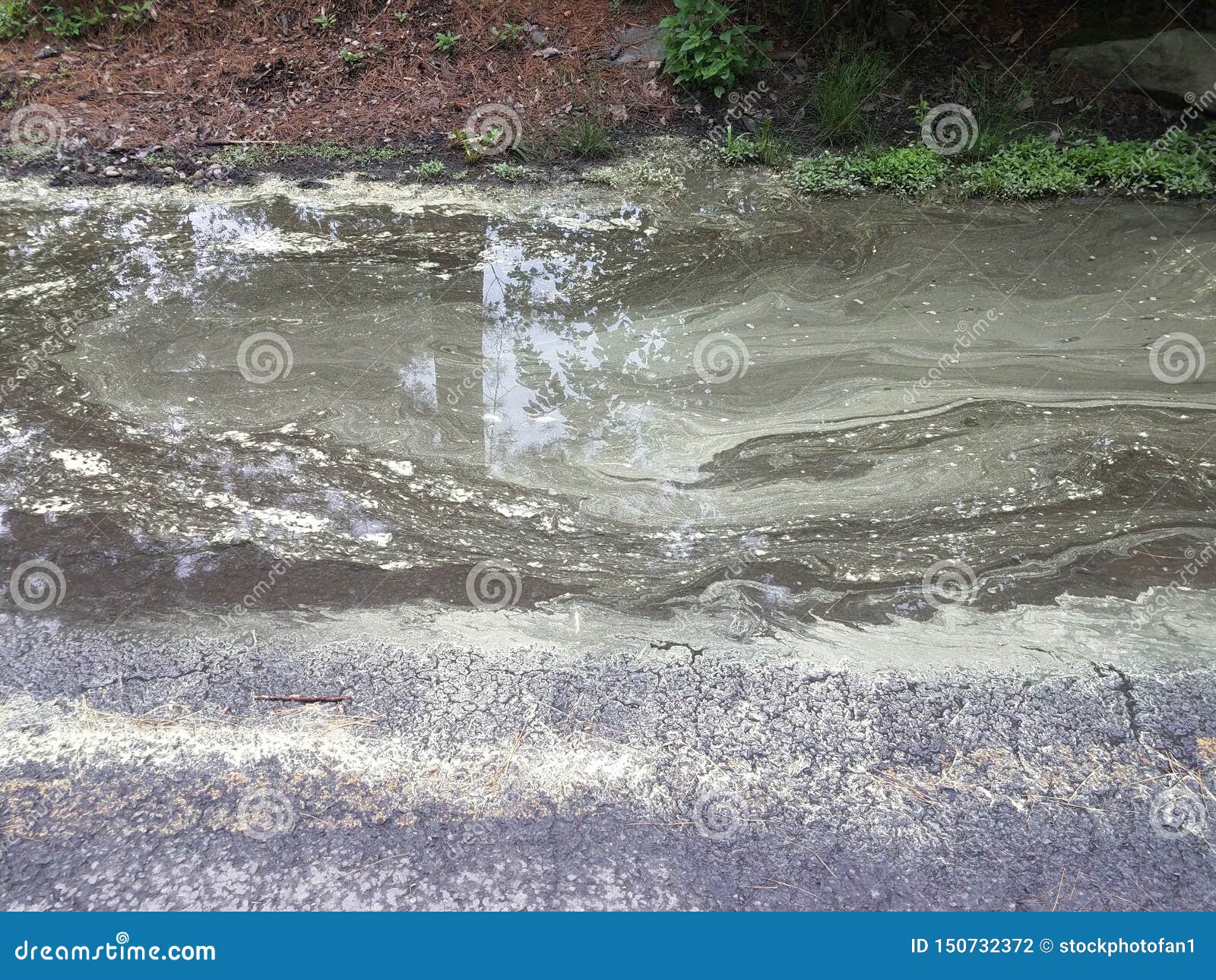 Big Water Puddle with Yellow Pollen Floating in it Stock Photo - Image ...