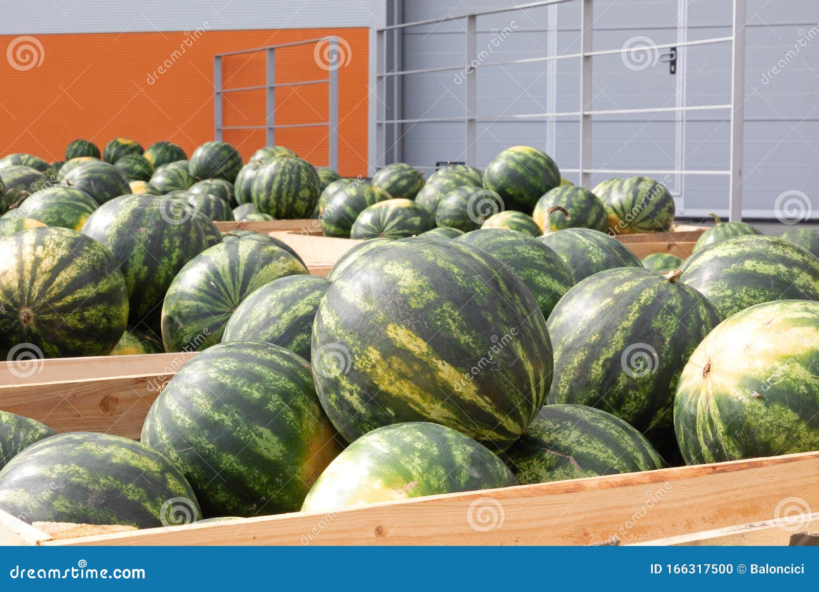 Big Watermelons stock photo. Image of market, warehouse - 166317500
