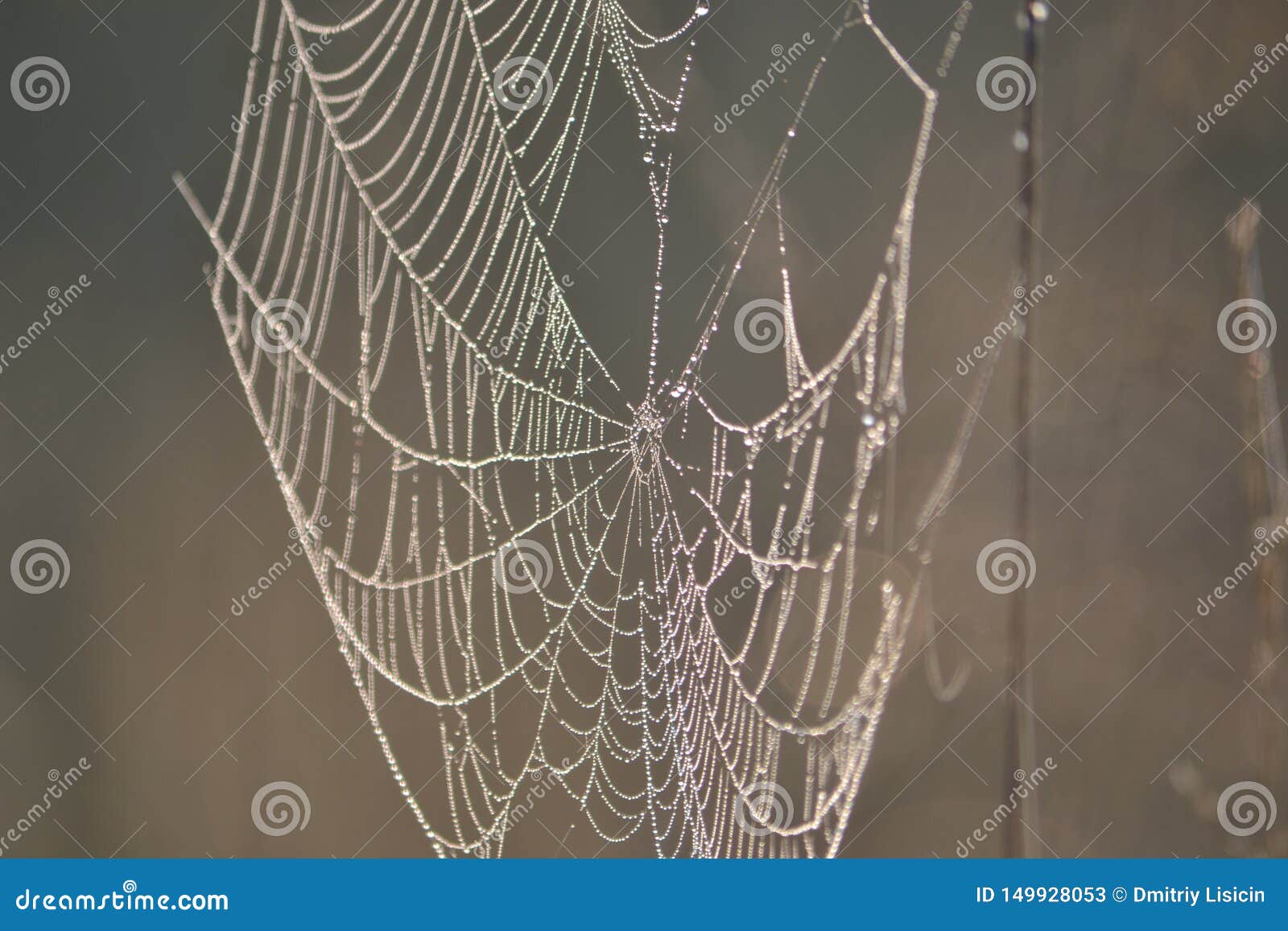 A Big Web in the Field Flowered Stock Image - Image of glitters, lying ...