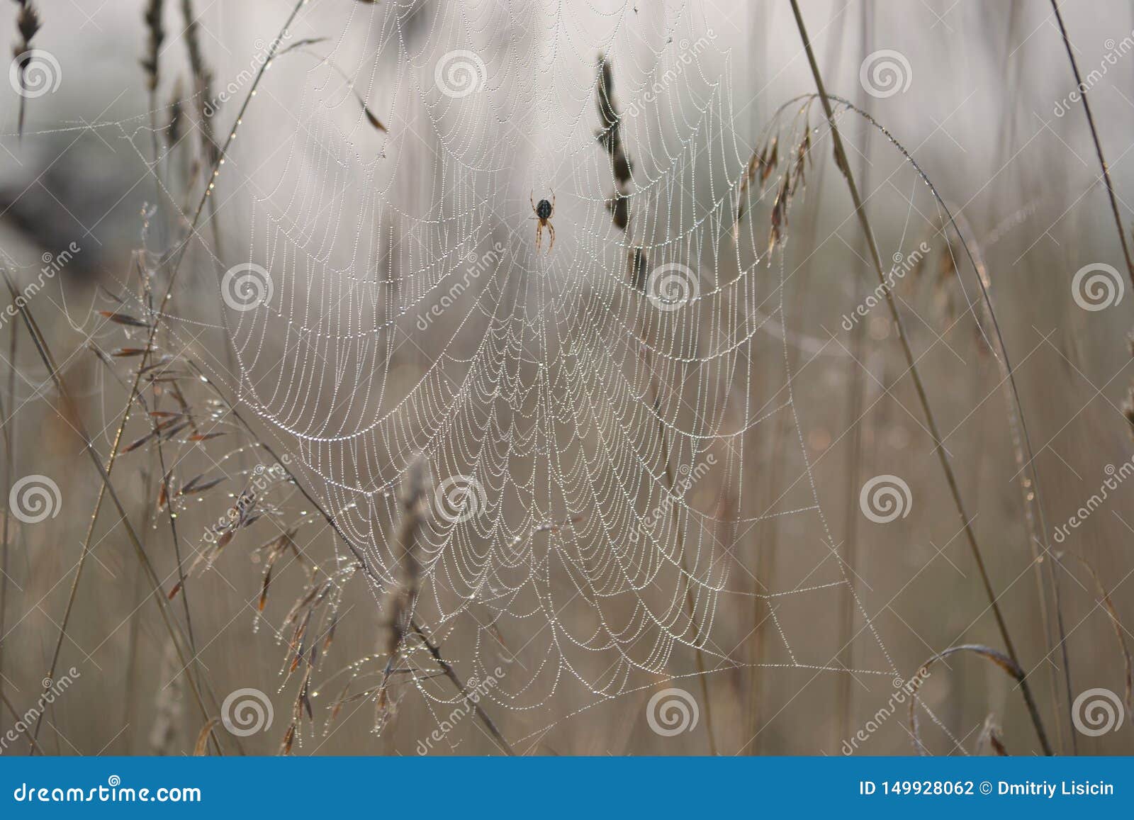 A Big Web in the Field Flowered Stock Photo - Image of branch, carpet ...