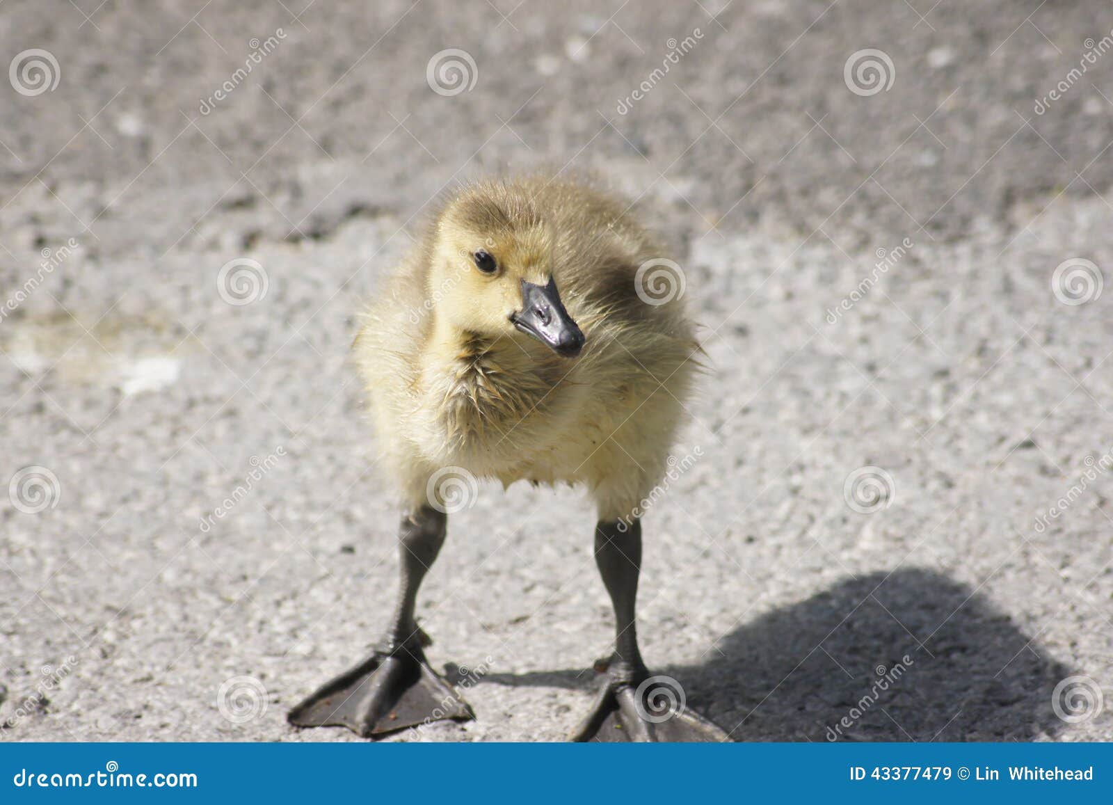 Webbed Feet Of A Black-Browed Albatross - Falkland Islands Royalty-Free ...